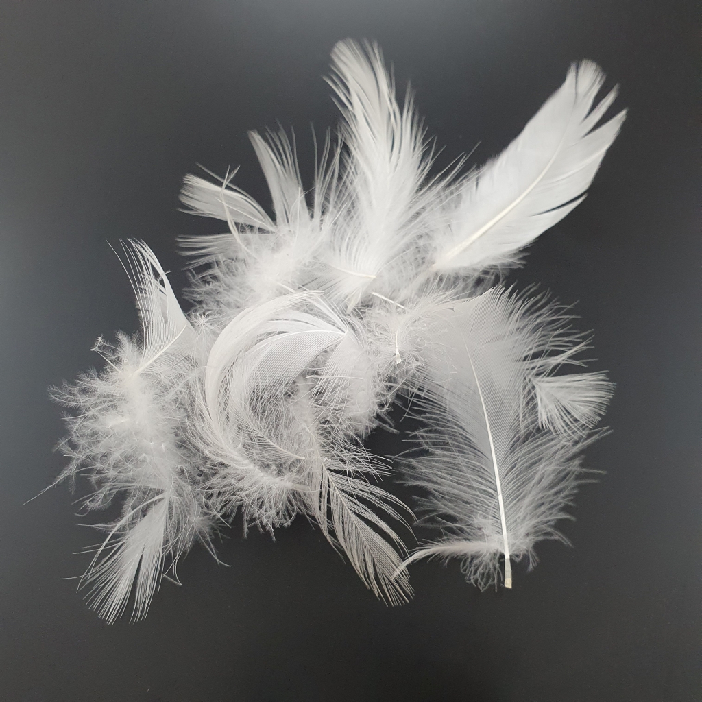 FEATHER - CÔNG TY TNHH LÔNG VŨ PHI LONG